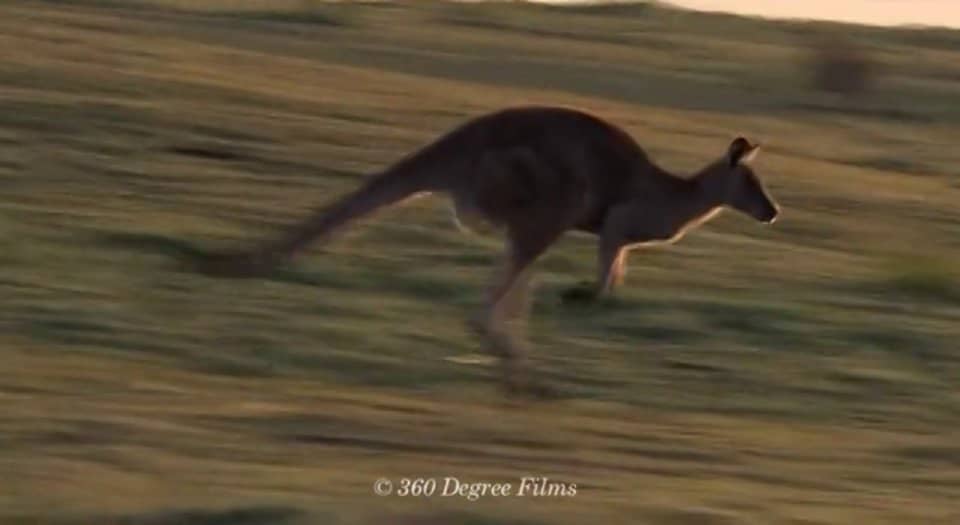 DEVIL ISLAND Series: Wombats & Kangaroos, Tasmania on Vimeo