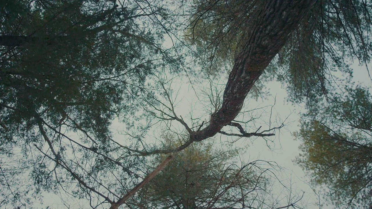 Pillar Point - Dreamin' [OFFICIAL MUSIC VIDEO]