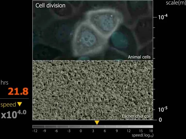 Cell Division Microscope
