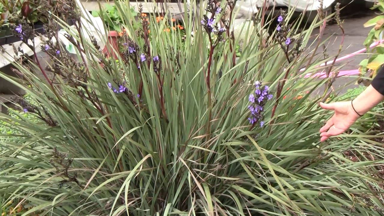 Aristea inaequalis on Vimeo