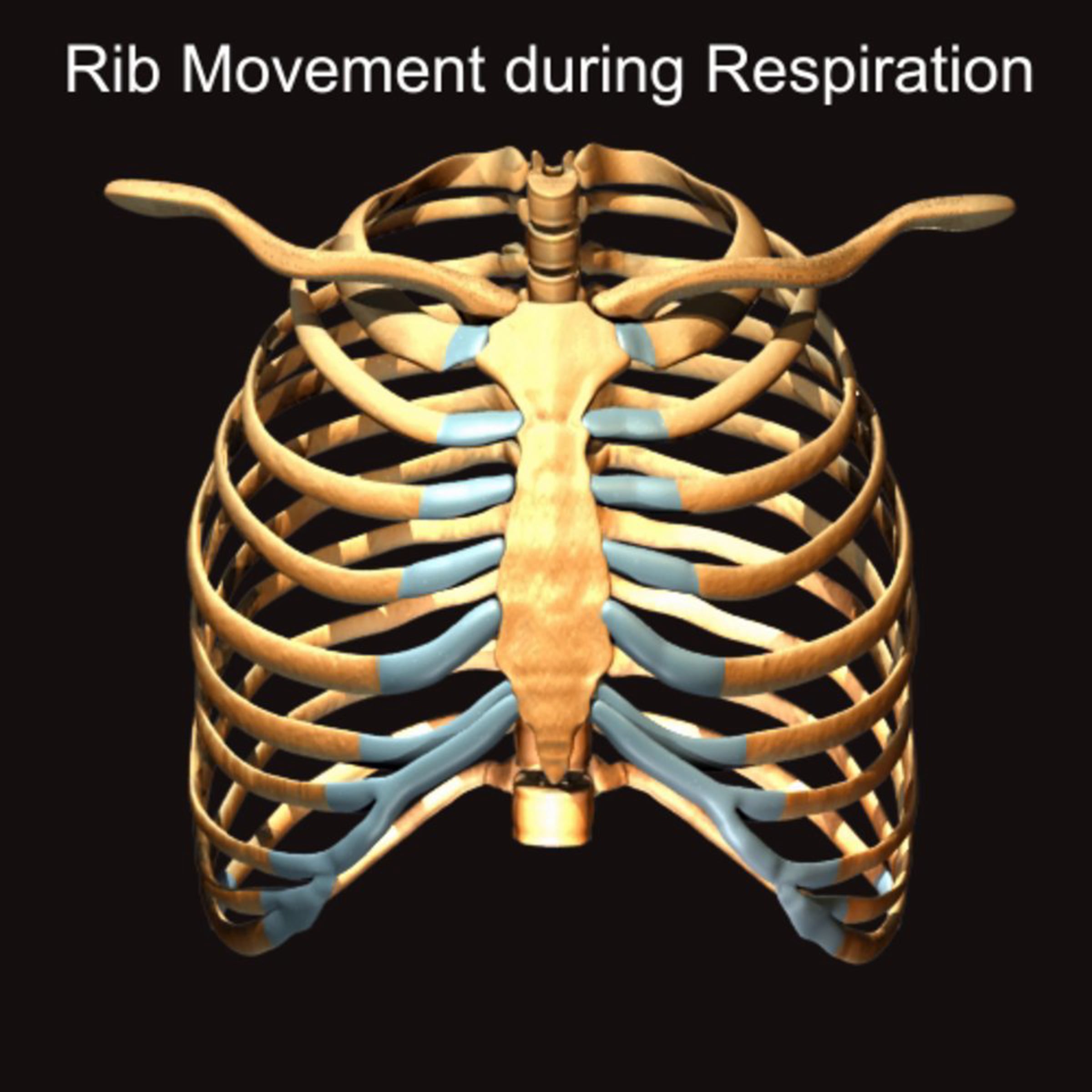 Breathing: Rib Movement
