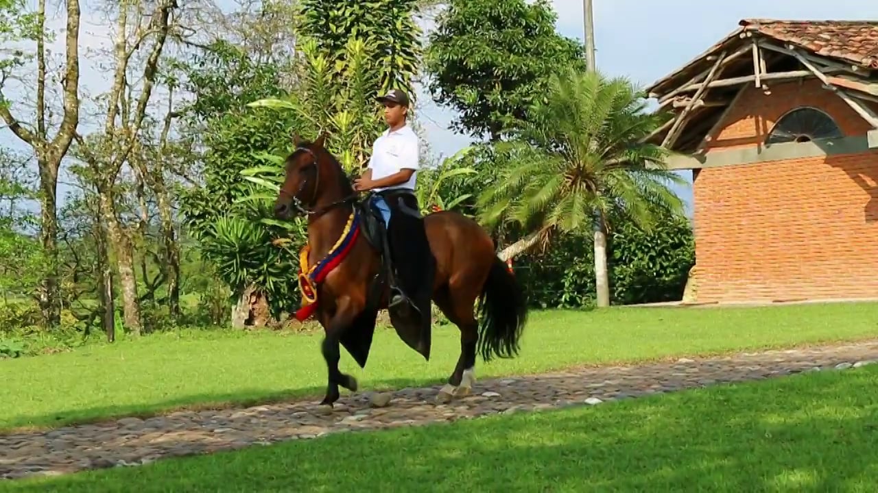 Colombian Creole Horses - Criadero Providencia Horse Ranch on Vimeo