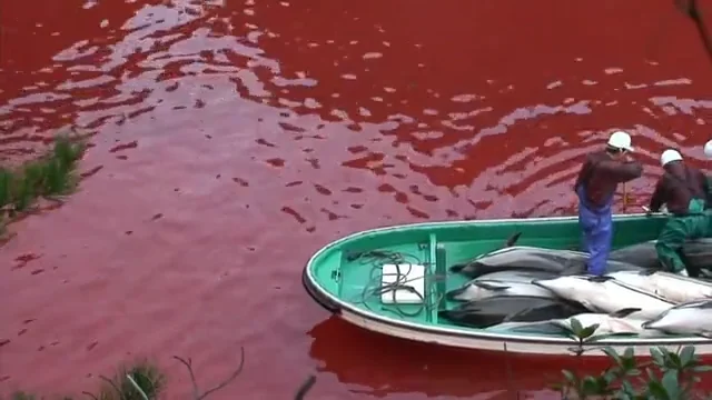 The Cove Dolphin Slaughter