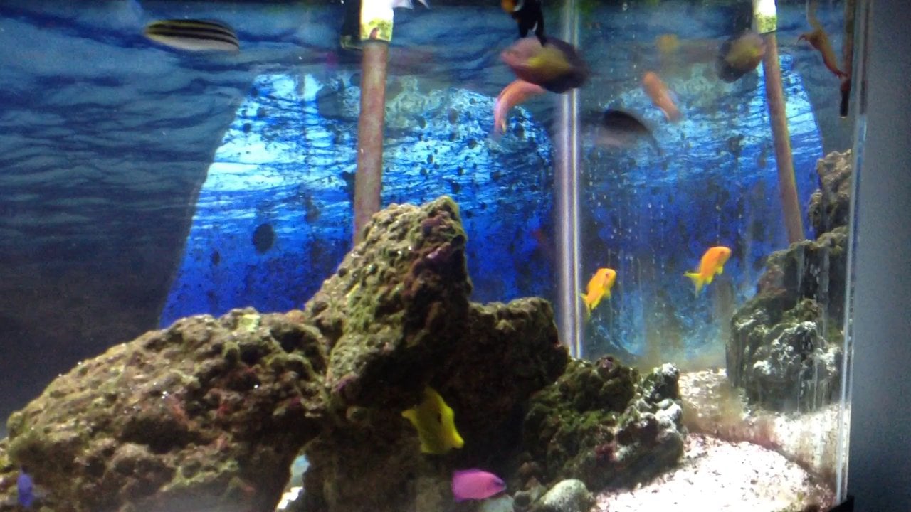 Fish on Vimeo