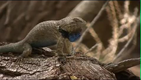 Wildlife at Work on Vimeo