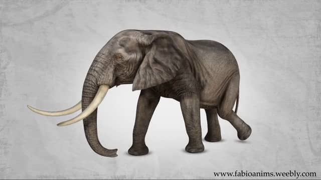 Elephant Walk Cycle on Vimeo
