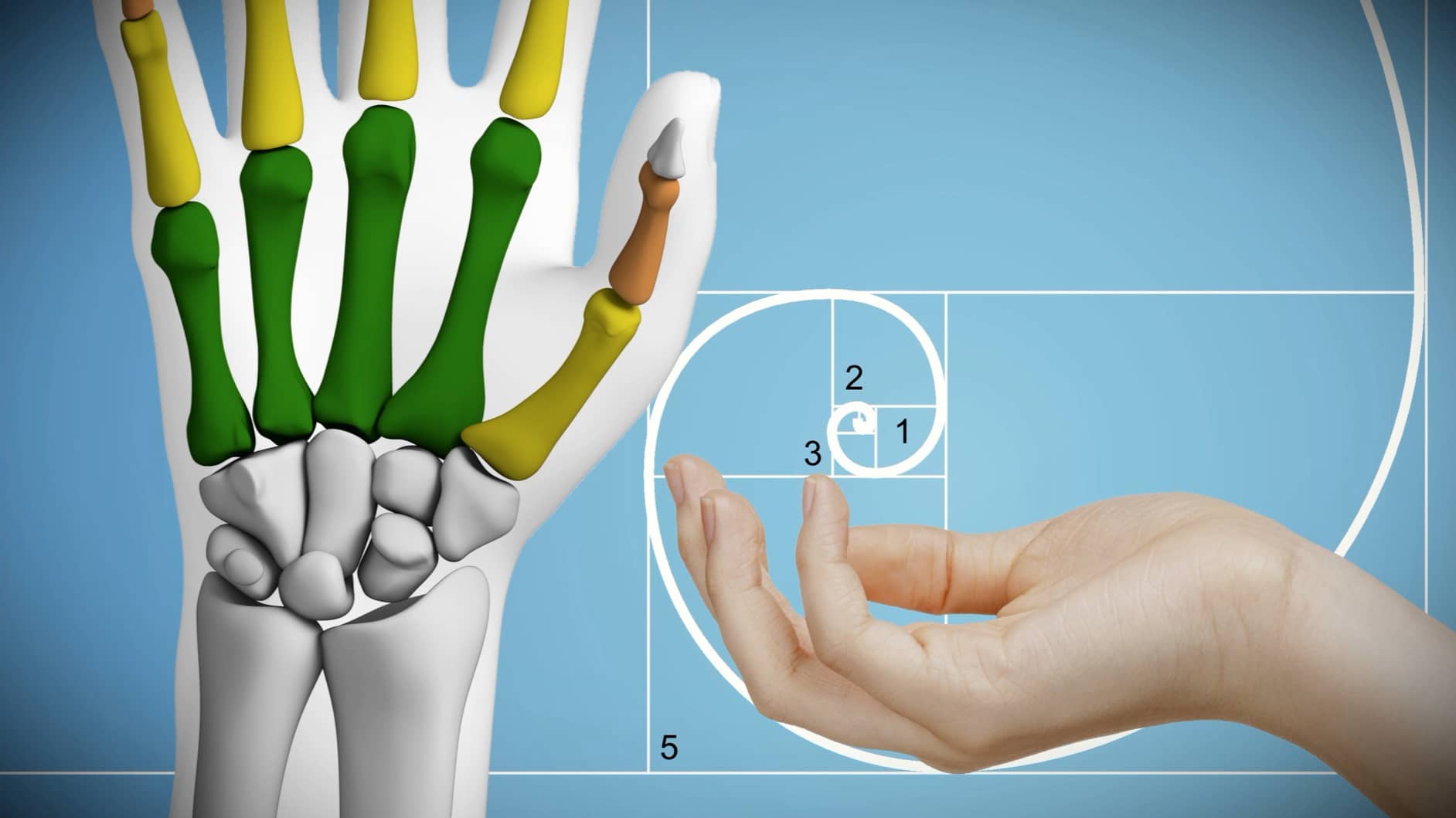 That's a Fact - Useful and Versatile Hands on Vimeo
