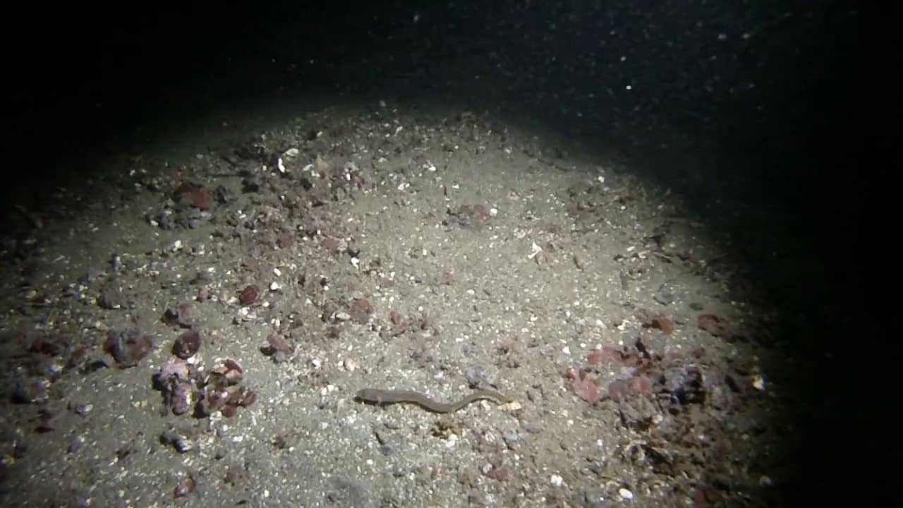 Ophidion scrippsae - Basketweave Cusk-Eel / Abalone Farm - 1/8/14 - Night on Vimeo