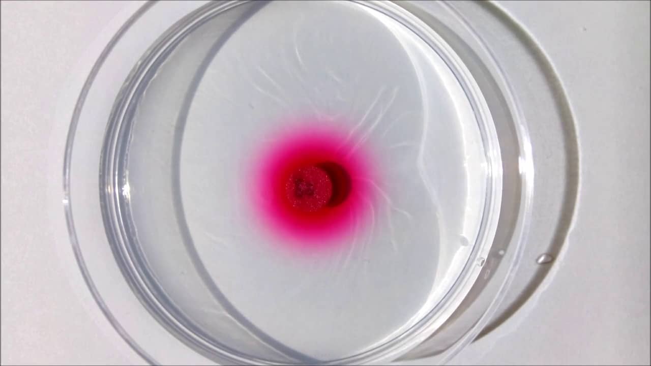 Modélisation en couleur de la diffusion sur la gélose d'un ...