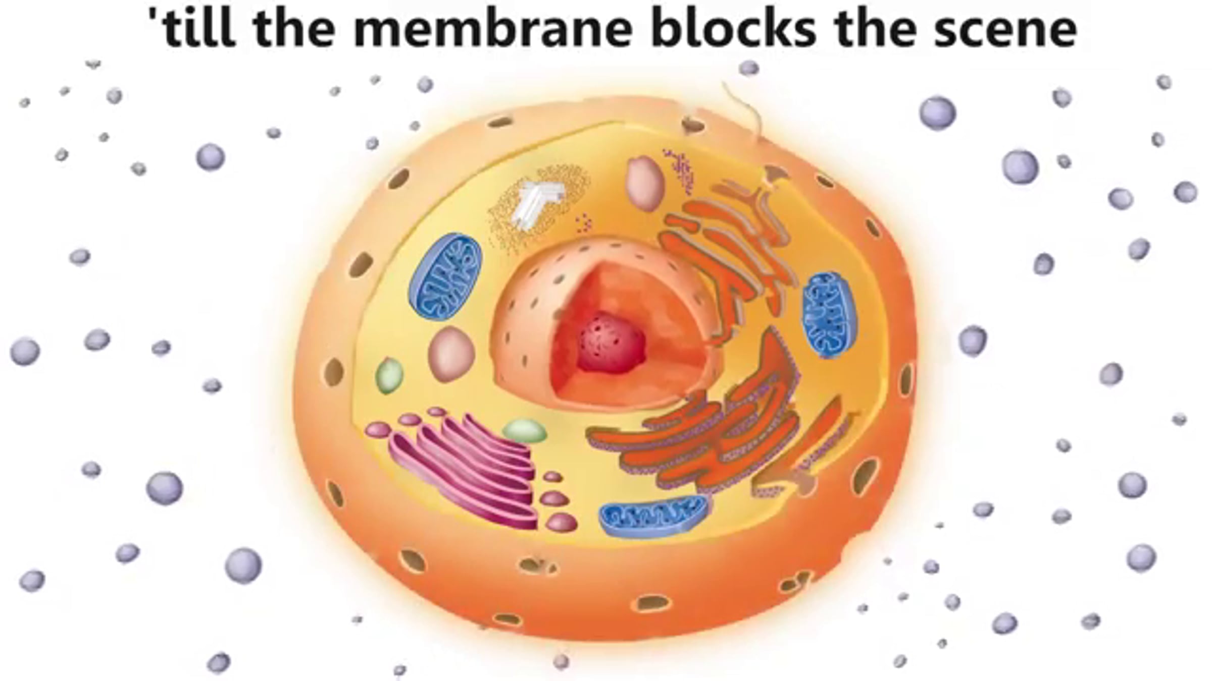Cells Cells - Parts of the Cell Rap