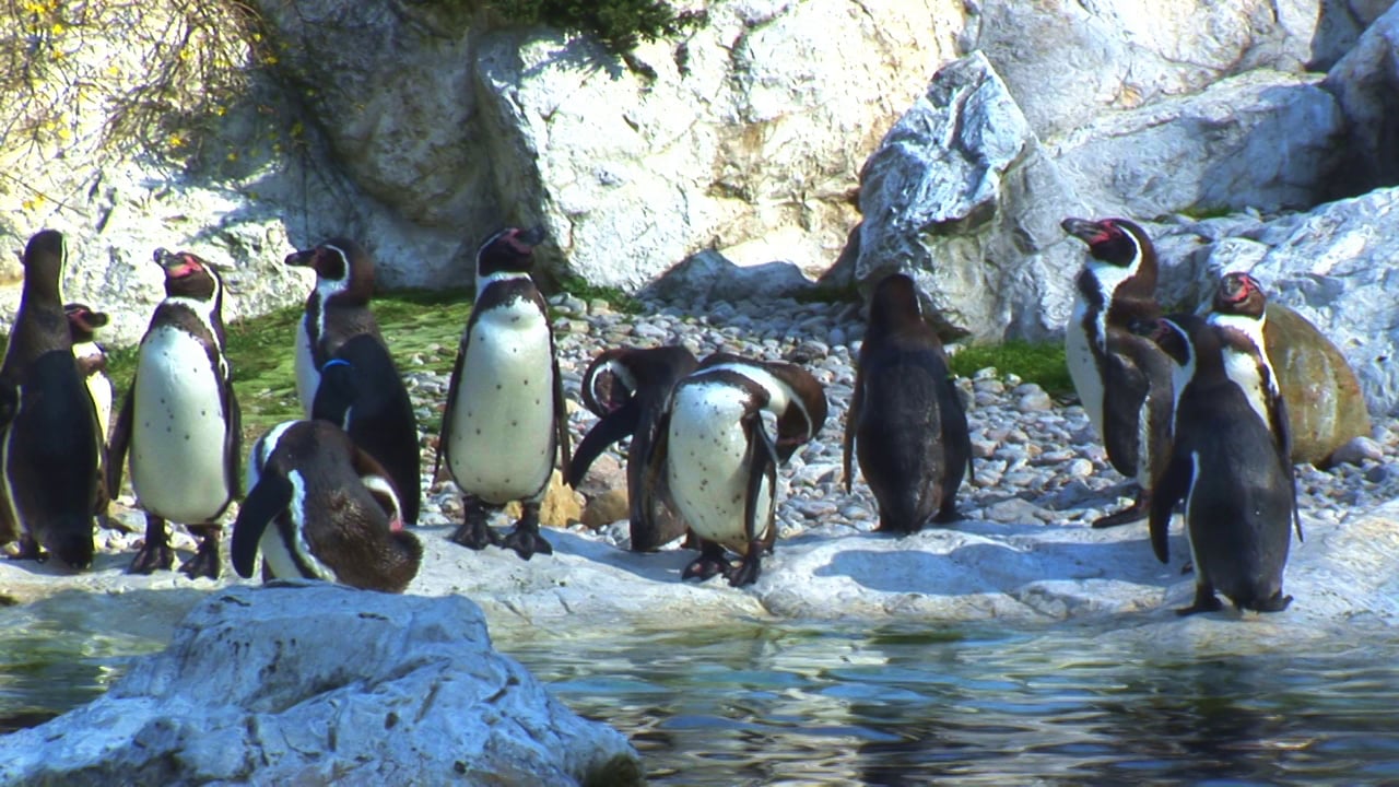 Sid the Science Kid - Sid the Science Kid "Penguin Pond" on Vimeo