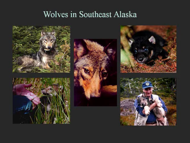 Alexander Archipelago Wolf