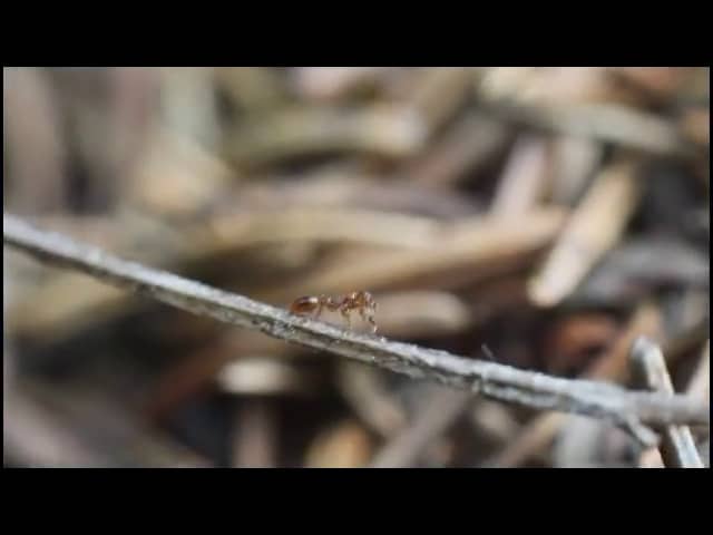 Formicoxenus nitidulus on Vimeo