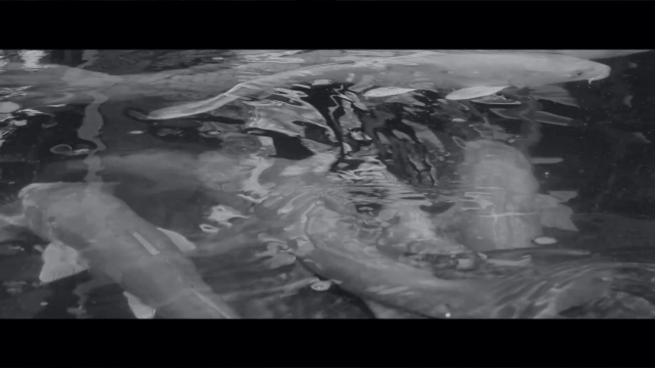 KARIN IFARGAN on Vimeo