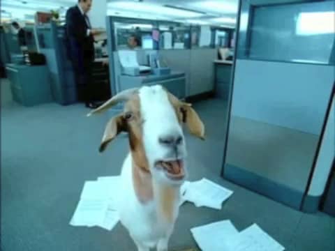 Aflac Goat on Vimeo