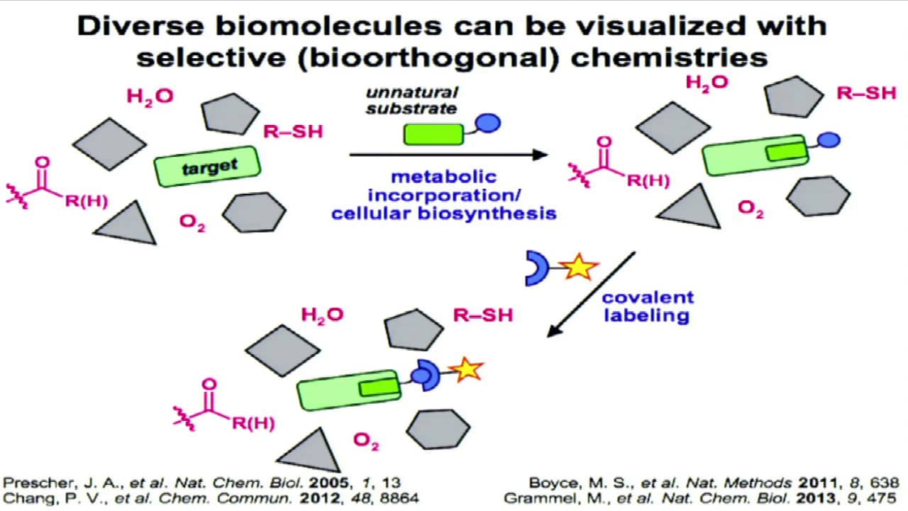 Bio-orthogonal Chemistry - Jennifer Prescher, University of California ...