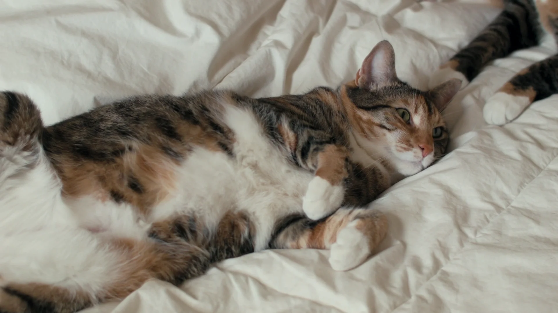 Cuddle Kitties on Vimeo