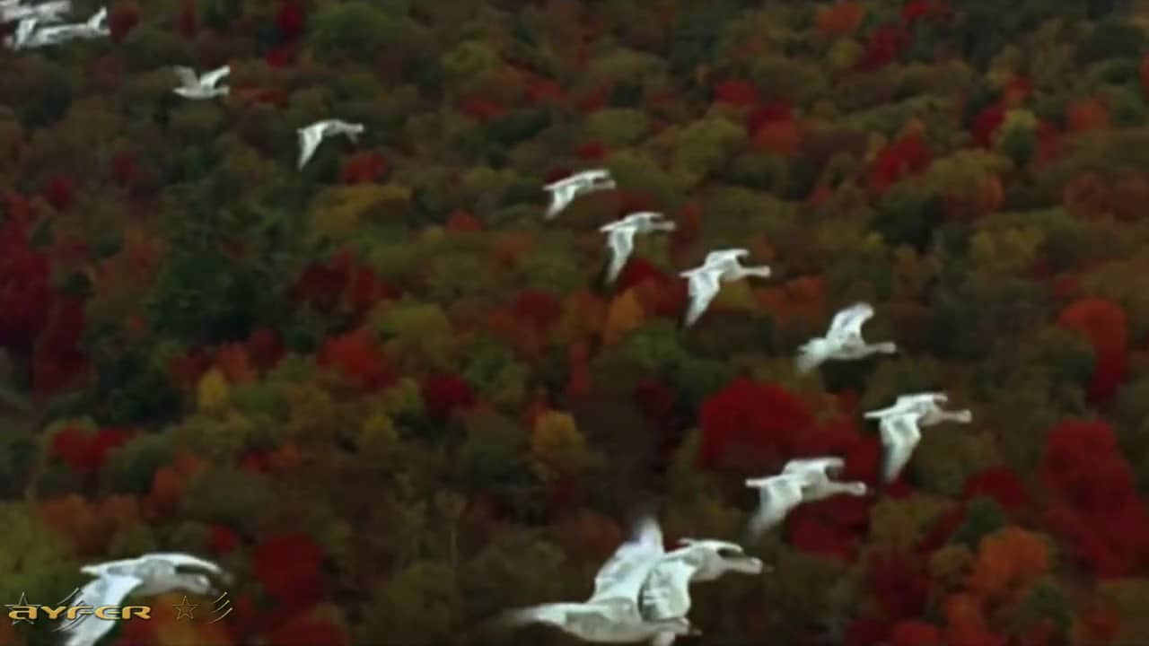 Winged Migration ☆彡 on Vimeo