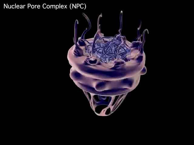 Nuclear Pore Complex Animation