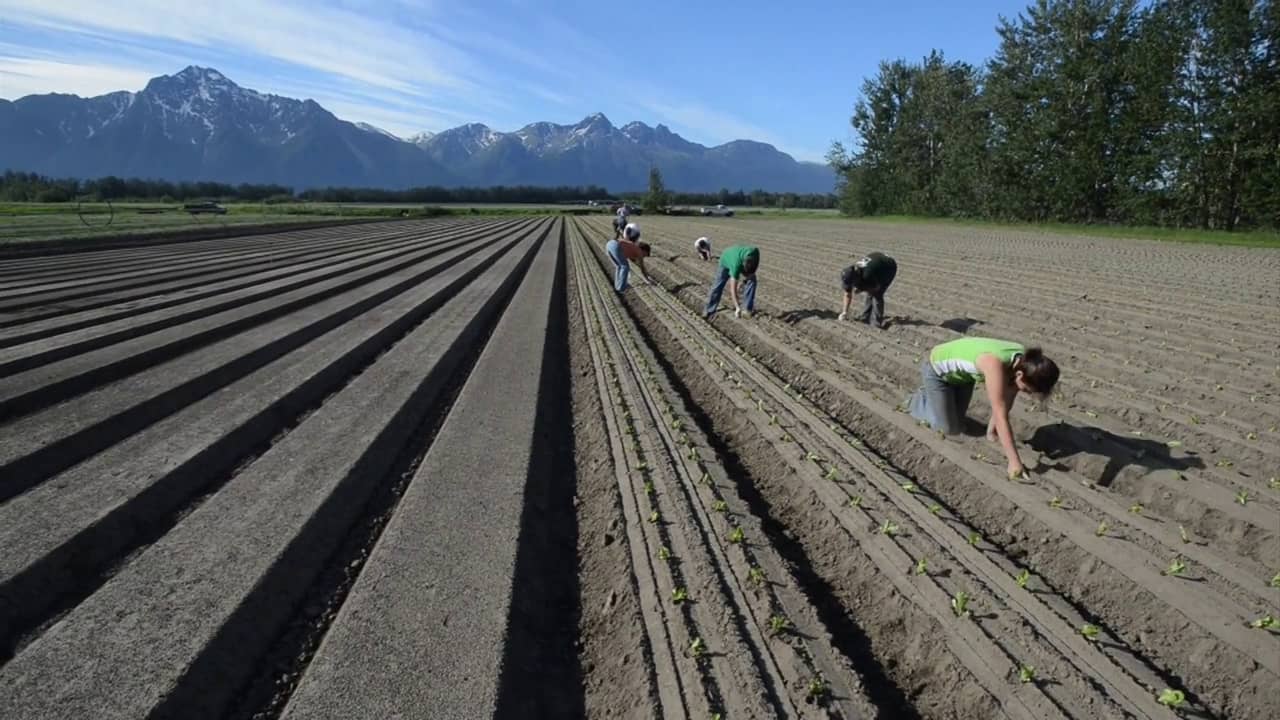 Growing vegetables in Alaska's Matanuska Valley on Vimeo