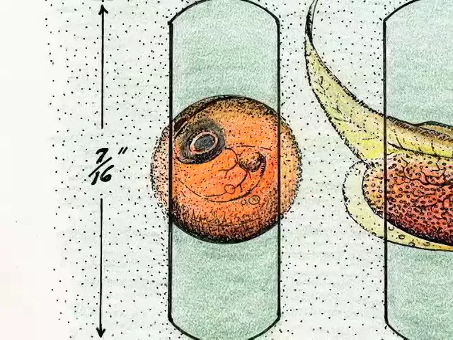 WHITLOCK-VIBERT BOX Part 1