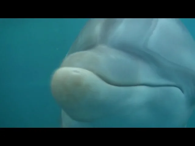 Winter the Dolphin Swims with Her Prosthetic Tail on Vimeo