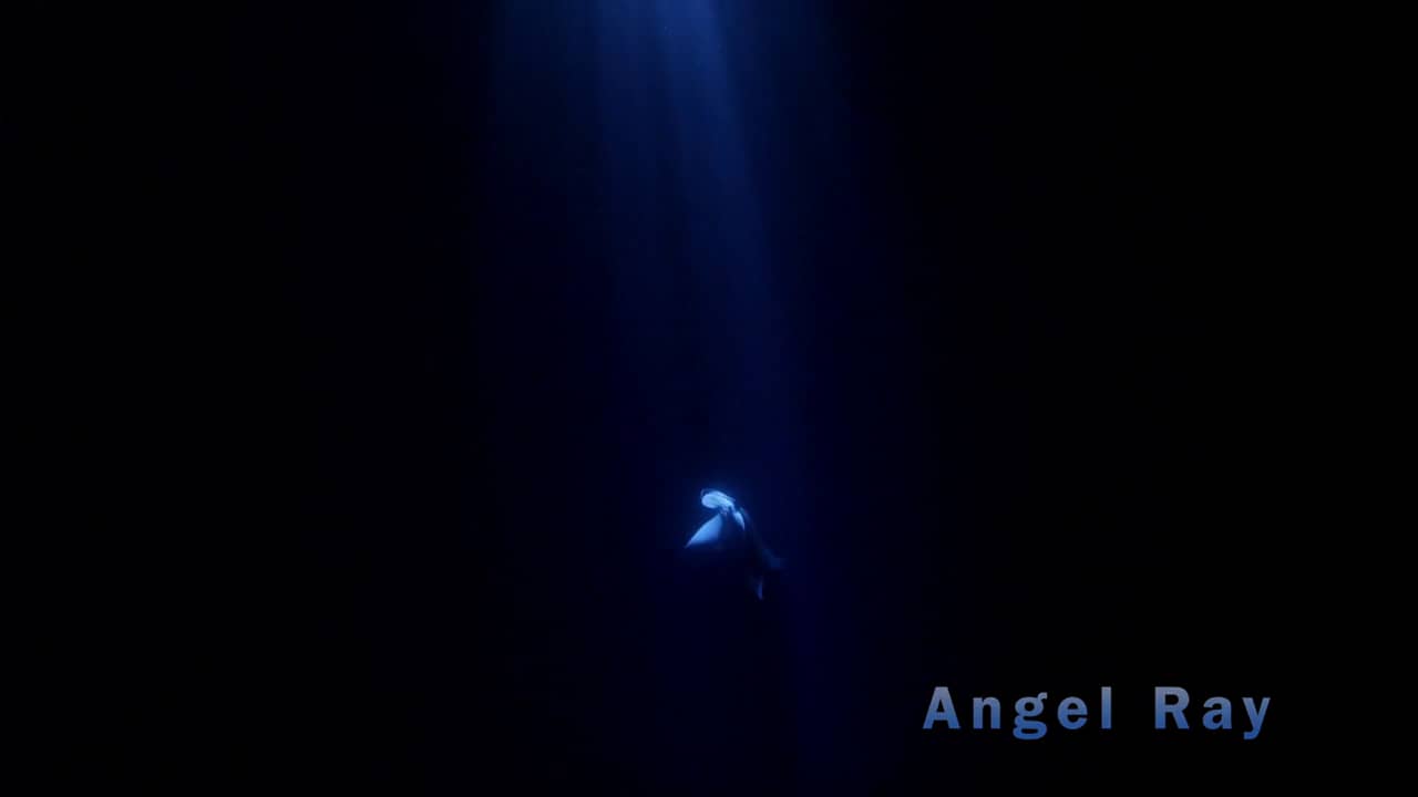 Angel Ray on Vimeo