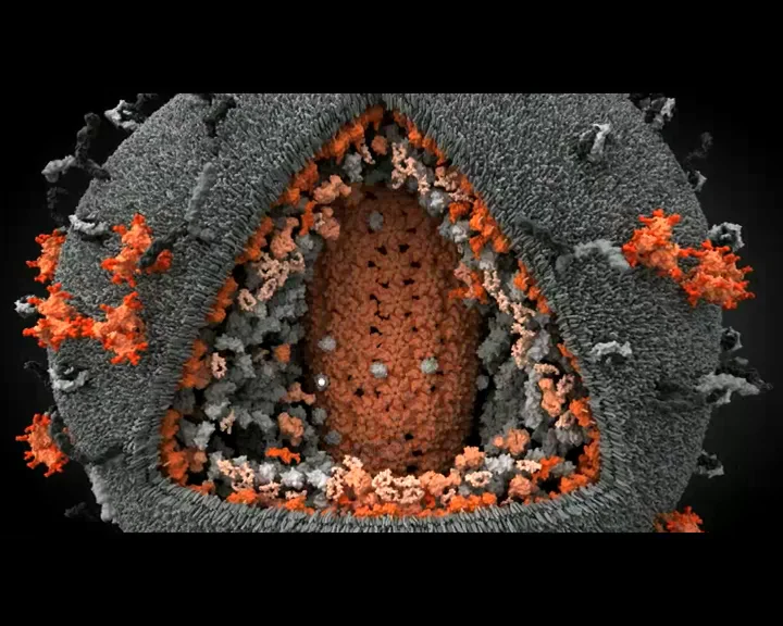 HIV model on Vimeo