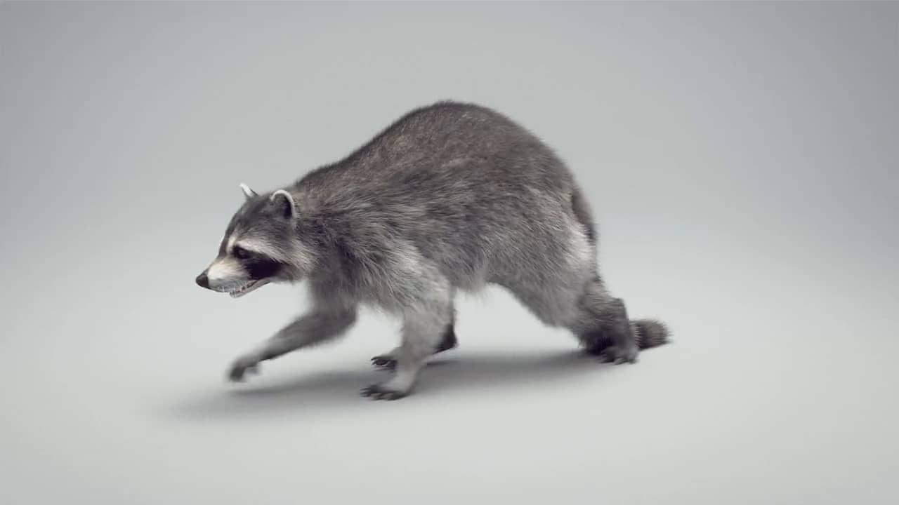 Raccoon Walk Cycle on Vimeo