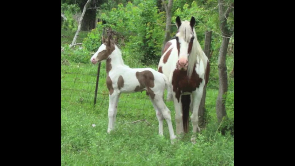 Mrs. Rumsey - 3rd Grade - Summer P the book progect on Vimeo