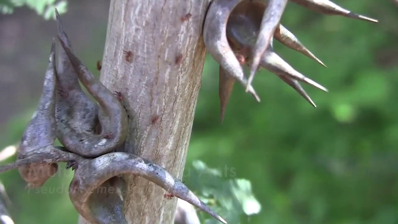 Field Museum Expeditions: The Ants of Costa Rica - Acacia Tree-dwelling ...