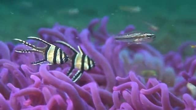 Baby fish are cute! on Vimeo