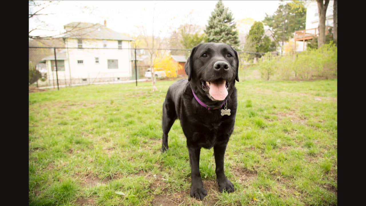 How to Photograph Black dogs on Vimeo