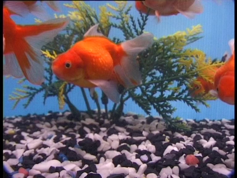 Goldfish - Free 30 Minutes Track on Vimeo