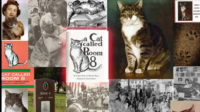 The Legend of the cat: "Room 8"