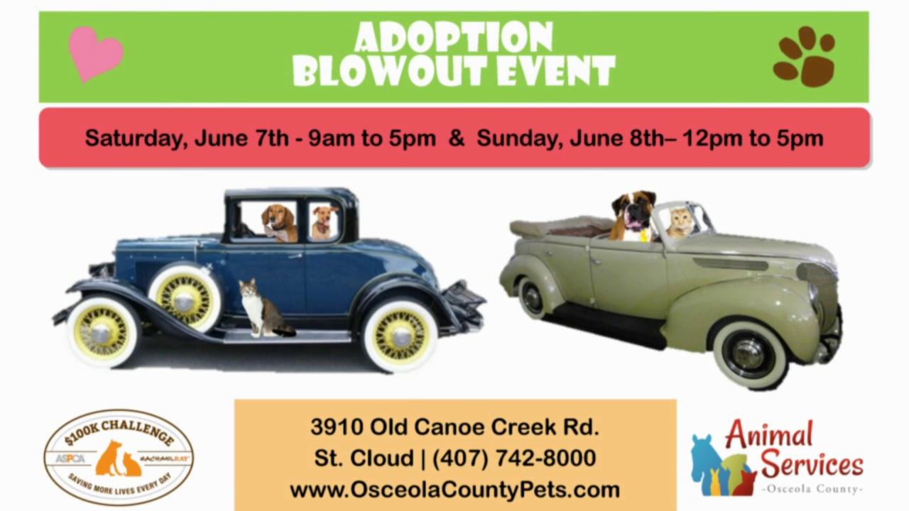 Challenge Adoption Blowout Event - Pets of the Week - June 4-10, 2014 ...
