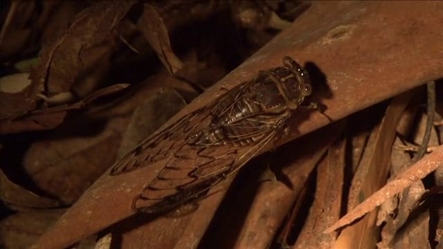 Razor Grinder Cicada on Vimeo