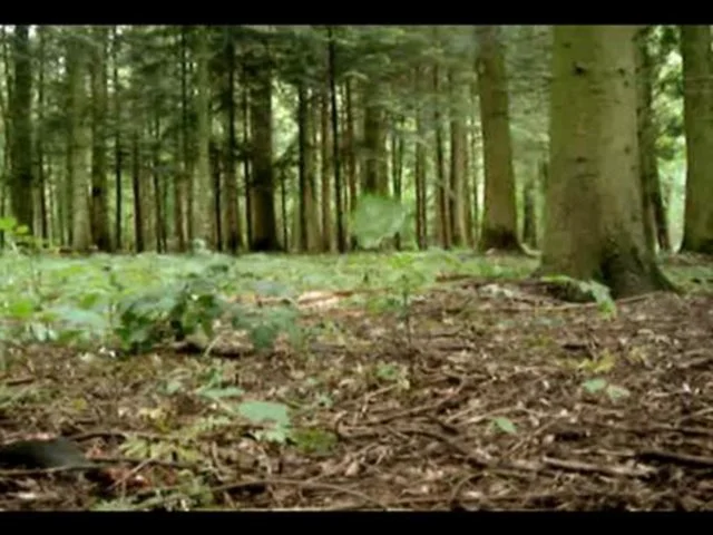 Forest Rock on Vimeo