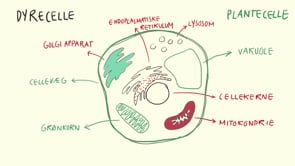 Videos about “dyrecelle” on Vimeo