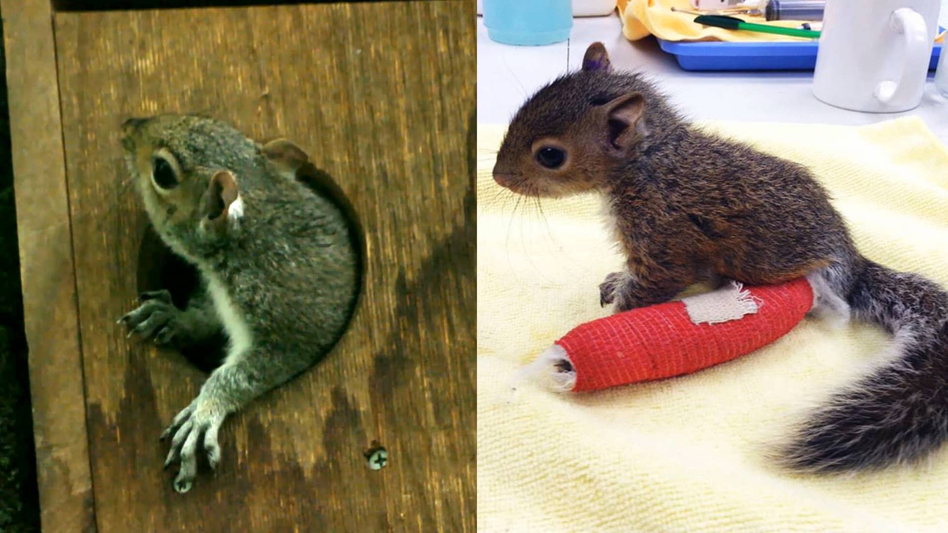 Squirrel With Broken Leg Released Back into Wild on Vimeo