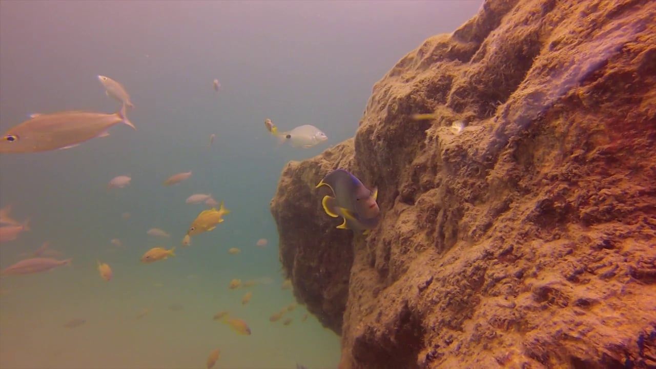 pretty fish on Vimeo