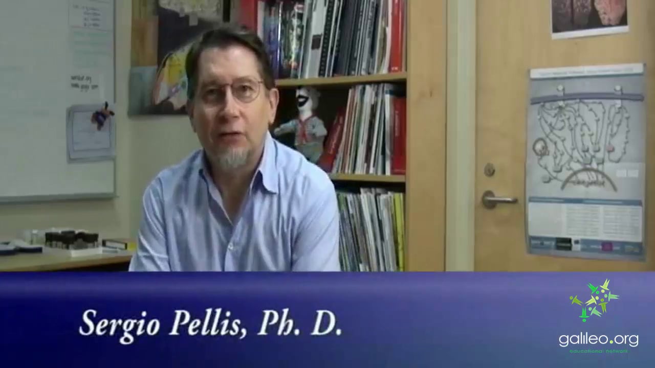 Dr. Sergio Pellis: Executive Function on Vimeo