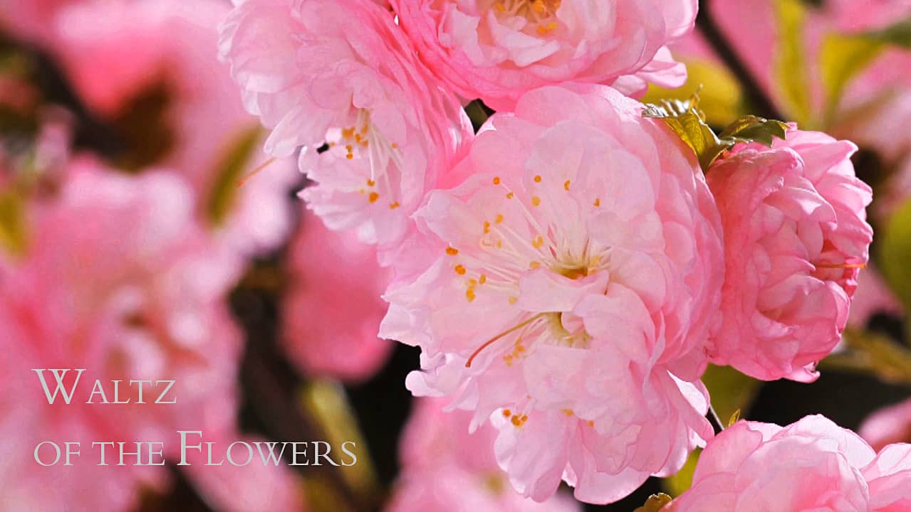 WALTZ OF THE FLOWERS on Vimeo