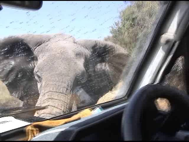 rann safaris elephant charge on Vimeo