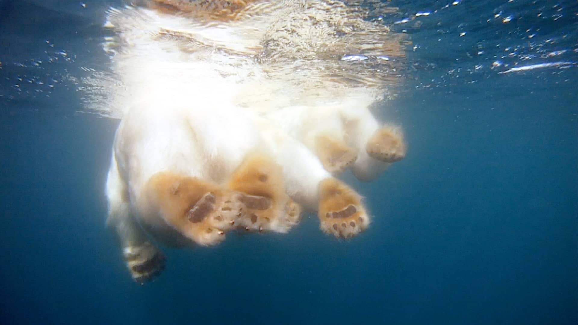 GoPro: Polar Bears - The Quest for Sea Ice on Vimeo