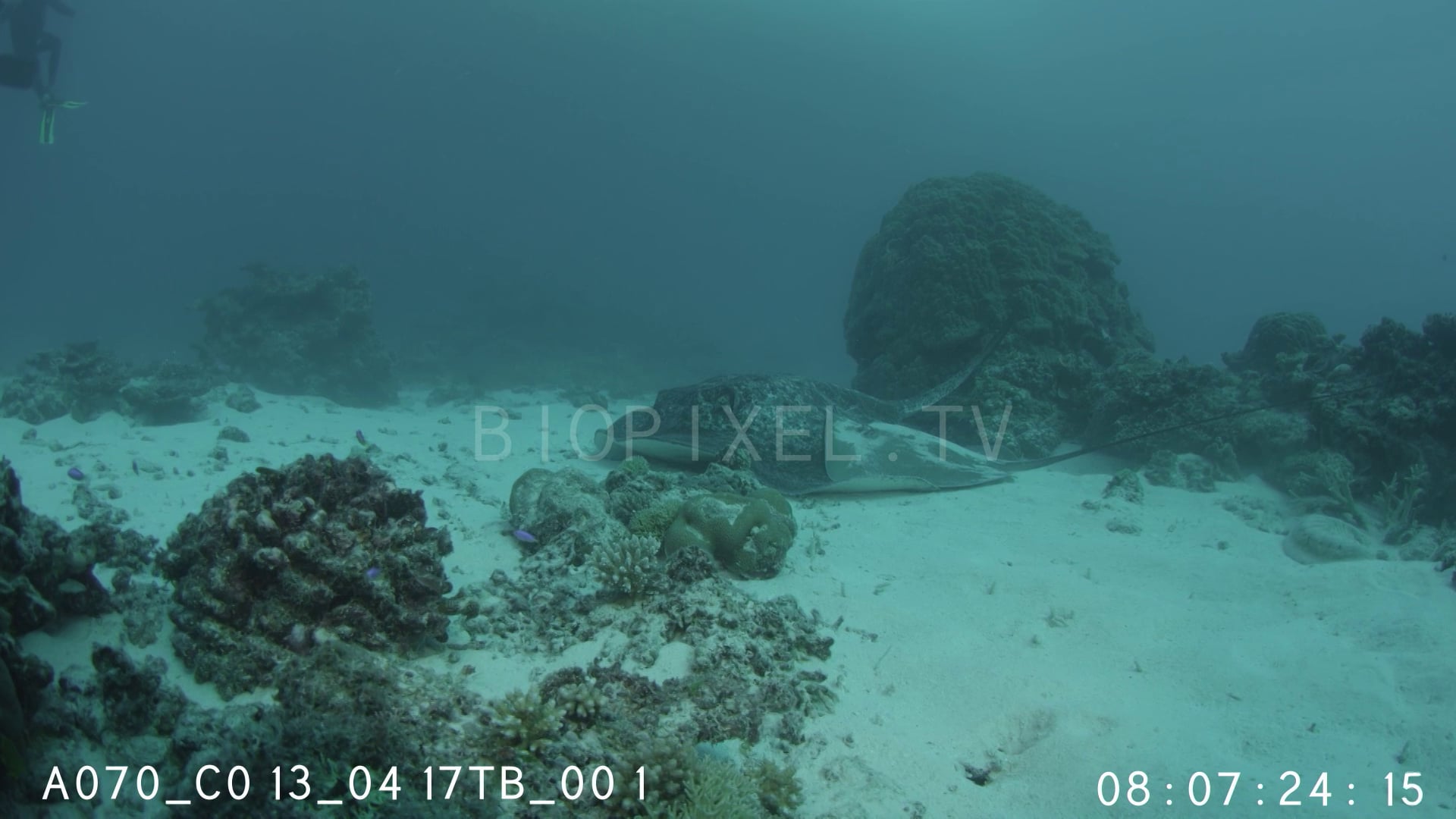 Stingrays and rays - Giant Black Stingray 5K on Vimeo