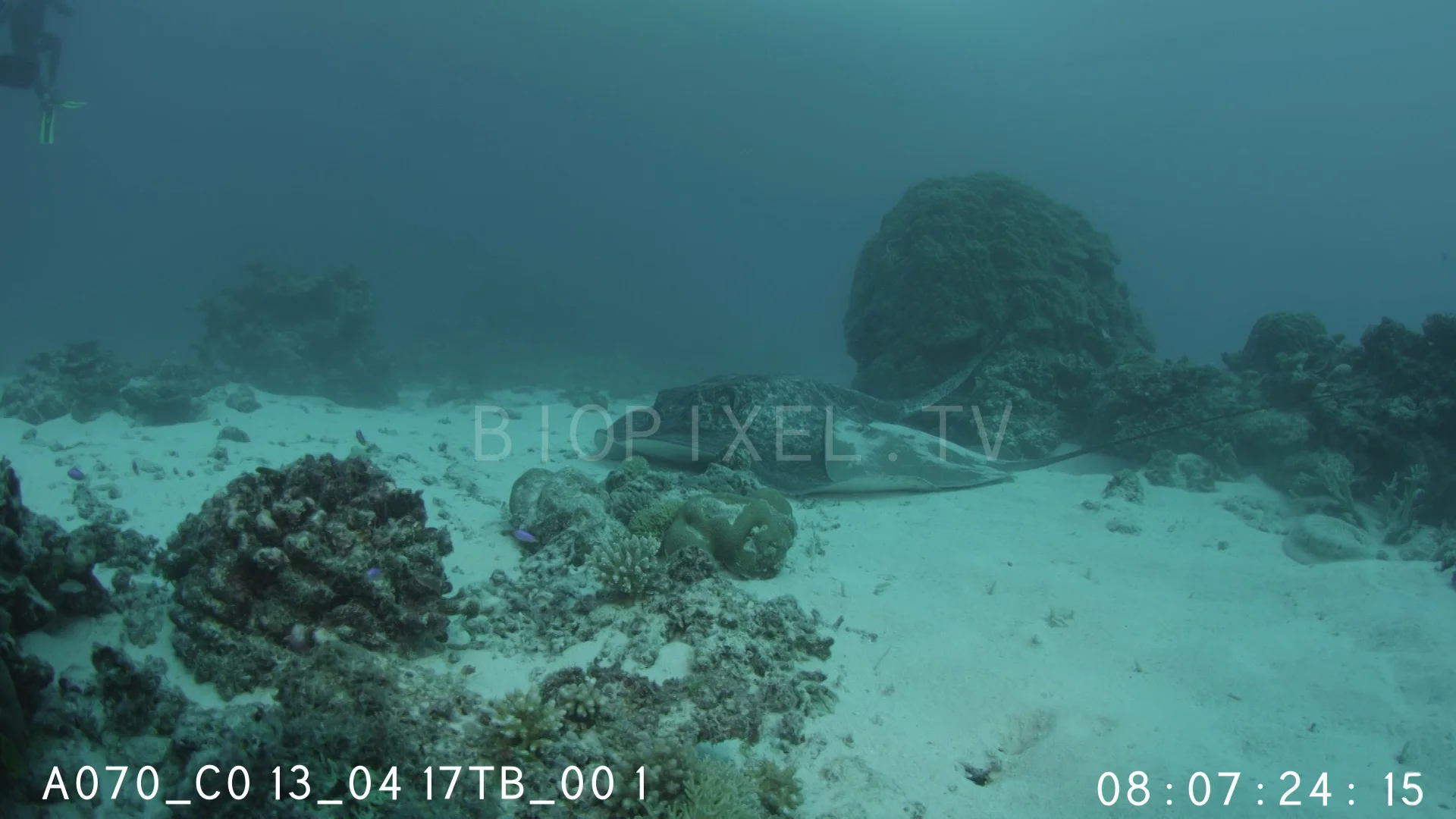 4K Stingray - Giant Black Stingray 5K on Vimeo