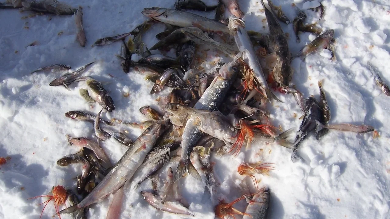 John Postlethwait on Vimeo