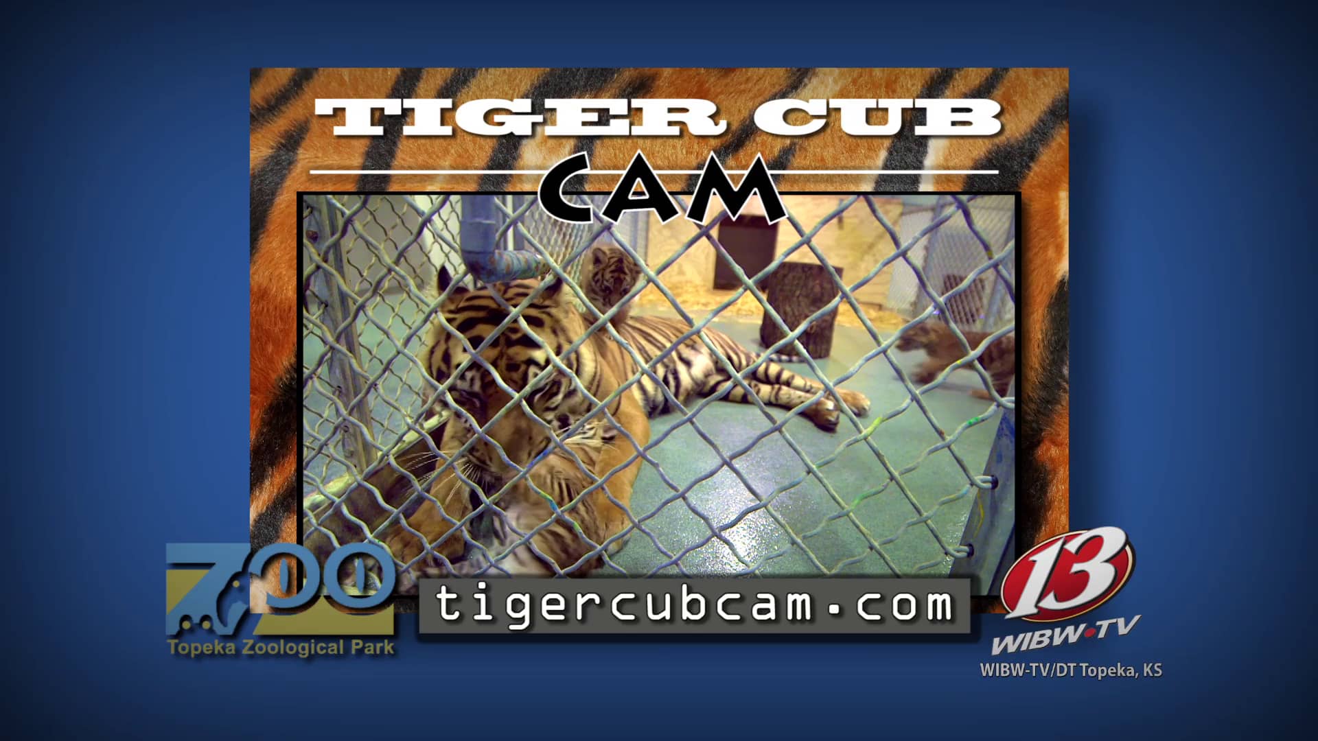 TIGER CUB CAM x2 on Vimeo