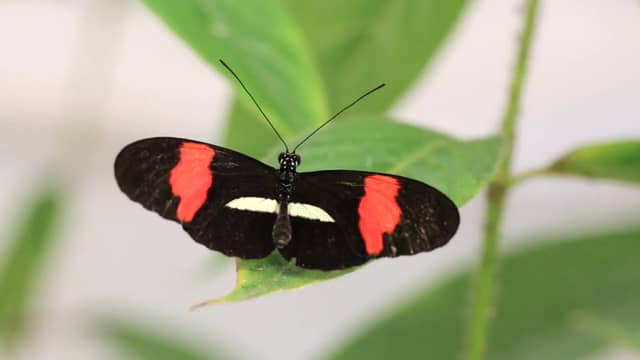 The Evolution of Mimicry in Heliconius Butterflies on Vimeo